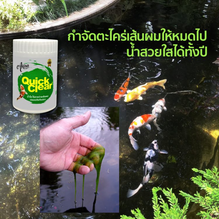 ตะไคร่น้ำเขียว แก้ได้ ใช้ Quick Clear | ระบบบ่อปลาคาร์ฟ ยุคใหม่ ทันสมัย ...